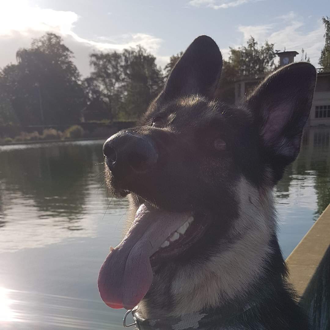 Meet Samson: Our Brand Ambassador! – Snooze Doggy