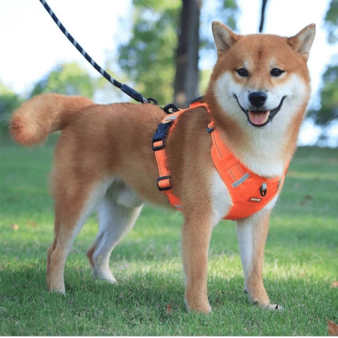 Dog Harness – Snooze Doggy